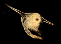 Crustacea