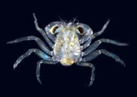 Zooplankton analysis by microscopy and molecular biology