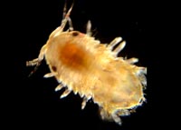 Crustacea