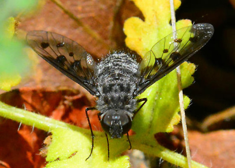 Anthrax Bee fly, Anthrax varicolor