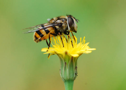 Yellow-spotted Bromeliad Fly, Copestylum avidum