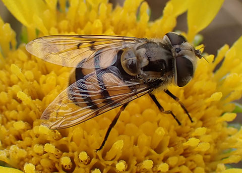 Yellow-spotted Bromeliad Fly, Copestylum avidum