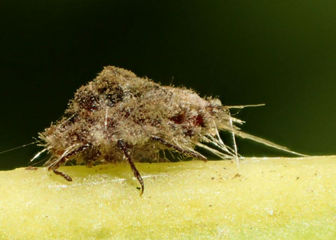 Cottony Cushion Scale, Icerya purchasi