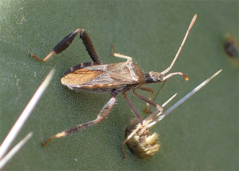 Cactus Bug, Narnia femorata
