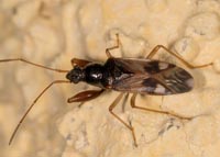 Hemiptera (true bugs)