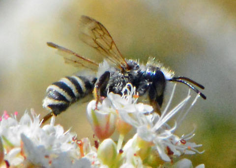 Leafcutter Bee, Megachile fidelis