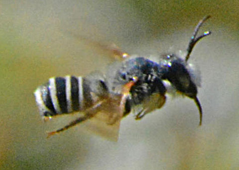 Leafcutter Bee, Megachile fidelis