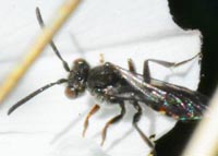 Hymenoptera: Bees and Sawflies