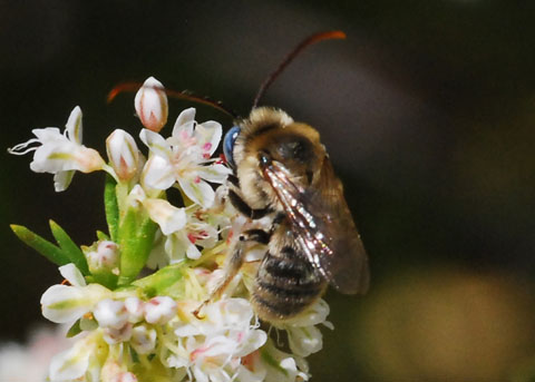 Long-horned Bee, Tribe: Eucerini