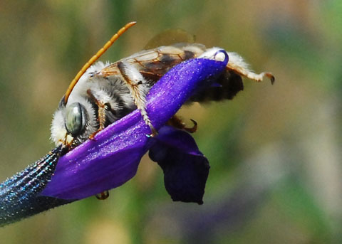 Long-horned Bee, Tribe: Eucerini