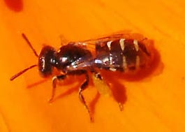 Hymenoptera: Bees and Sawflies