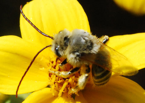 Long-horned Bee, Tribe: Eucerini