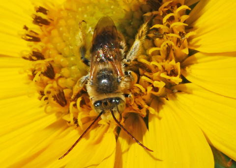 Long-horned Bee, Tribe: Eucerini