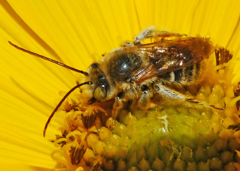 Long-horned Bee, Tribe: Eucerini