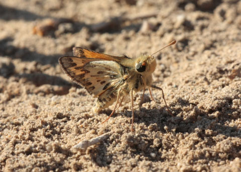 Sandhill skipper, Polites sabuleti
