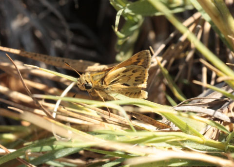 Sandhill skipper, Polites sabuleti