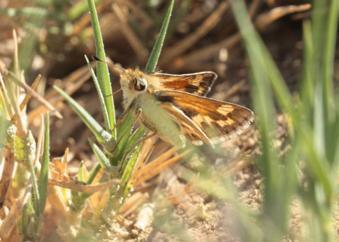 Sandhill skipper, Polites sabuleti
