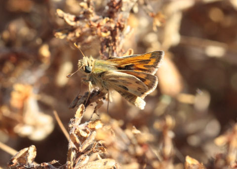 Sandhill skipper, Polites sabuleti