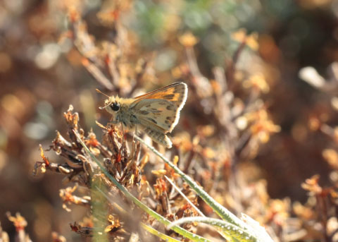 Sandhill skipper, Polites sabuleti