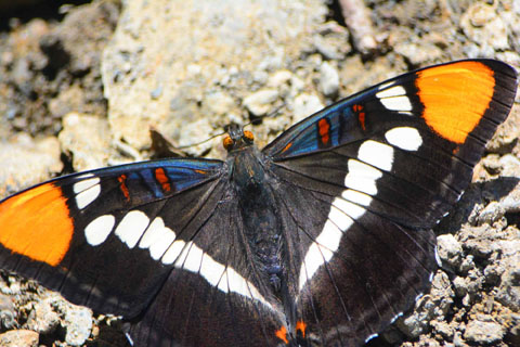 California Sister, Adelpha californica