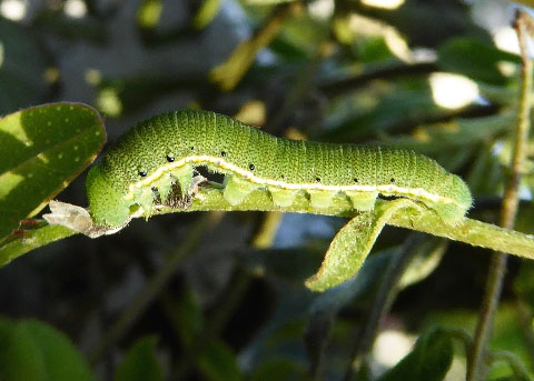 California Dogface, Zerene eurydice