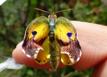 California Dogface, Zerene eurydice