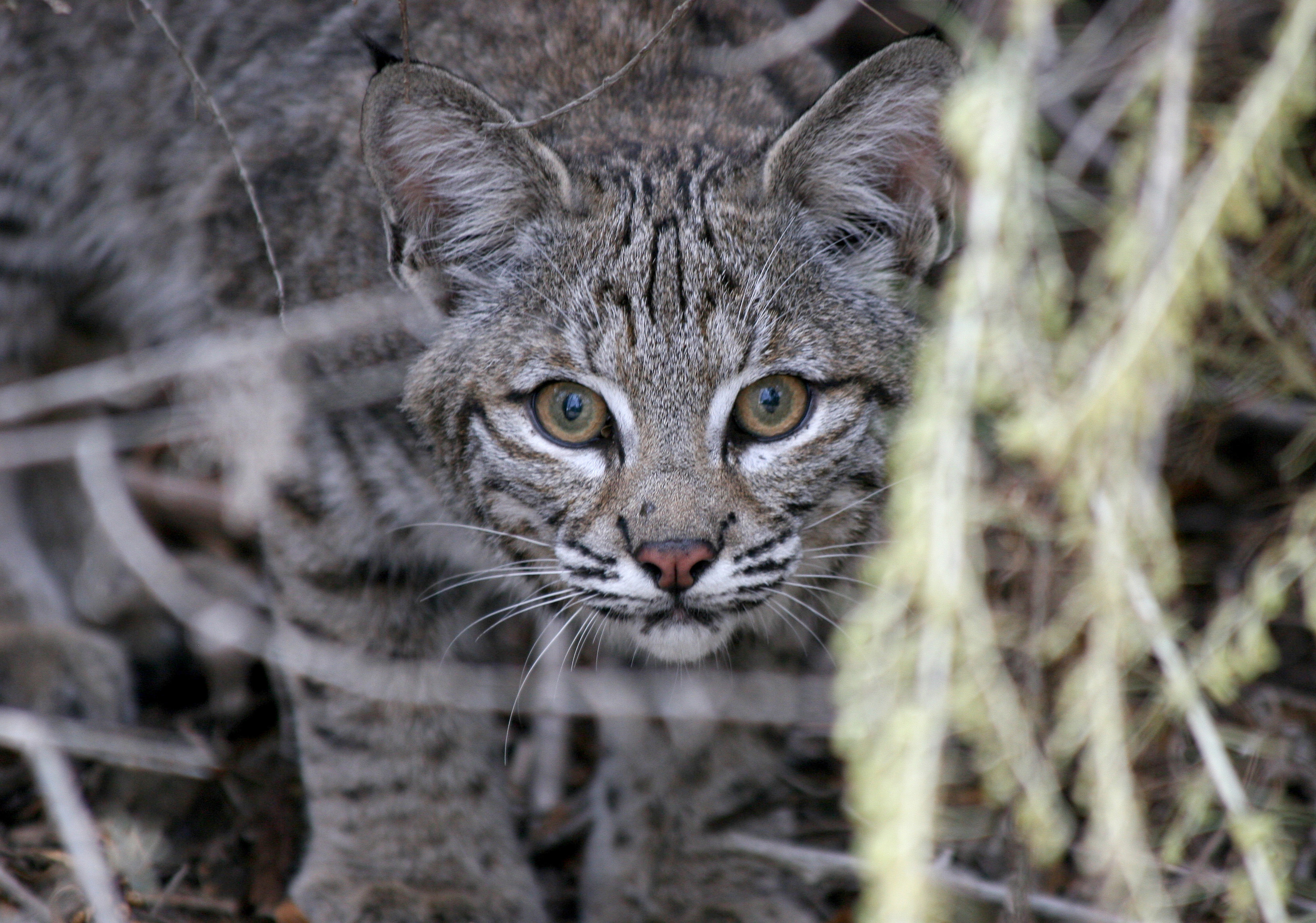 Bobcat, Lynx rufus