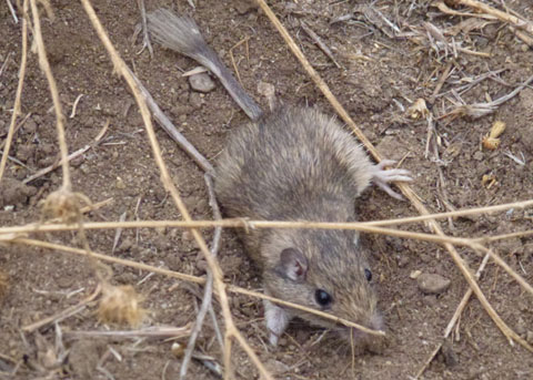 San Diego Pocket Mouse, Chaetodipus fallax