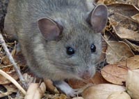Mammals of Orange County, California