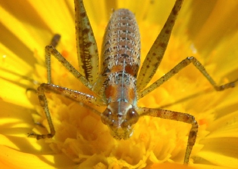 Mexican Bush Katydid, Scudderia mexicana