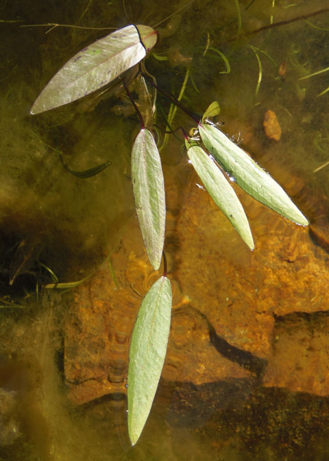 Northern Water Plantain, Alisma triviale