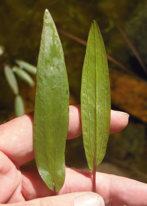 Northern Water Plantain, Alisma triviale