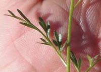 Apiaceae (Carrot family)