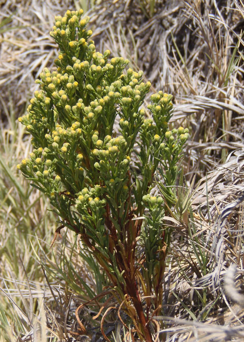 Coast Weed, Amblyopappus pusillus