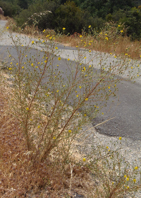 San Diego Tarplant, Deinandra paniculata