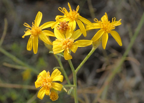 California Matchweed (San Joaquin Snakeweed), Gutierrezia californica