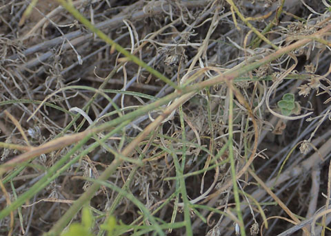 California Matchweed (San Joaquin Snakeweed), Gutierrezia californica