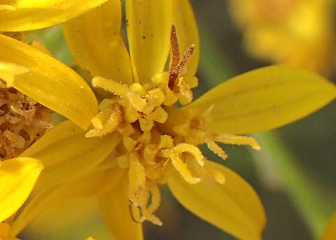 California Matchweed (San Joaquin Snakeweed), Gutierrezia californica