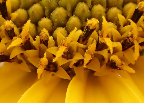 Slender Sunflower, Helianthus gracilentus