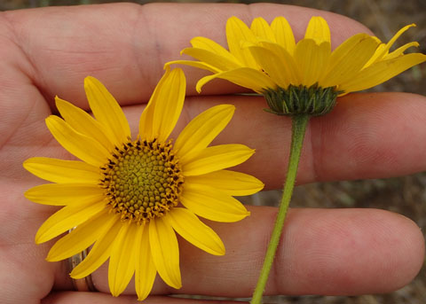 Slender Sunflower, Helianthus gracilentus
