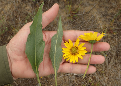 Slender Sunflower, Helianthus gracilentus