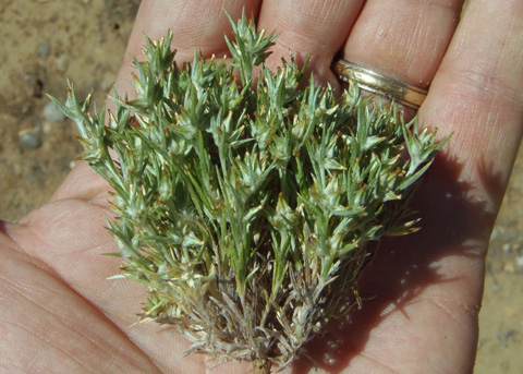 Narrowleaf Cottonrose, Logfia gallica