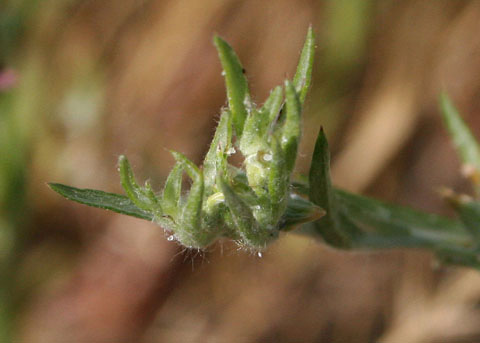 Narrow-leaved Filago, Logfia gallica