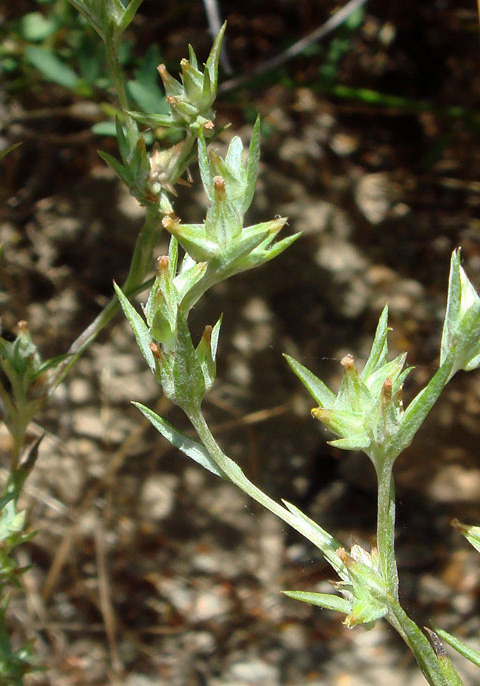 Narrow-leaved Filago, Logfia gallica