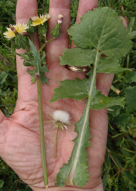 Common sow-thistle, Sonchus oleraceus