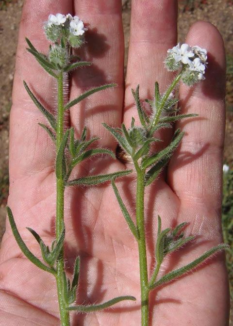 Common Cryptantha, Cryptantha intermedia