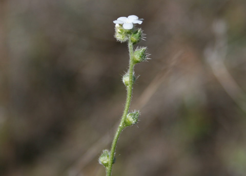 Rusty Popcorn flower, Plagiobothrys nothofulvus
