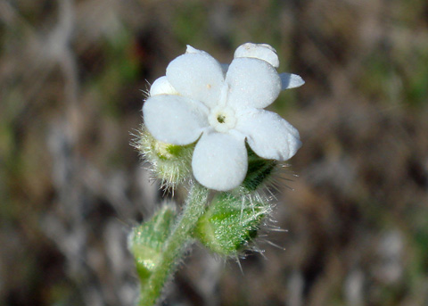 Rusty Popcorn flower, Plagiobothrys nothofulvus