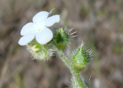 Rusty Popcorn flower, Plagiobothrys nothofulvus