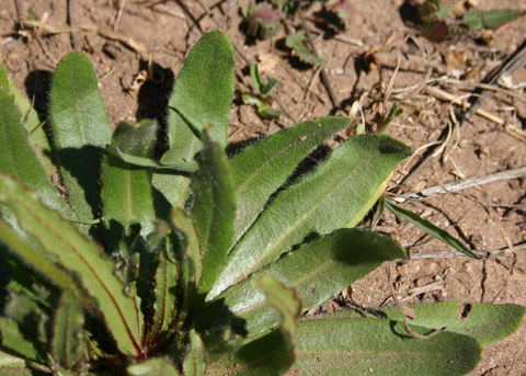 Rusty Popcorn flower, Plagiobothrys nothofulvus